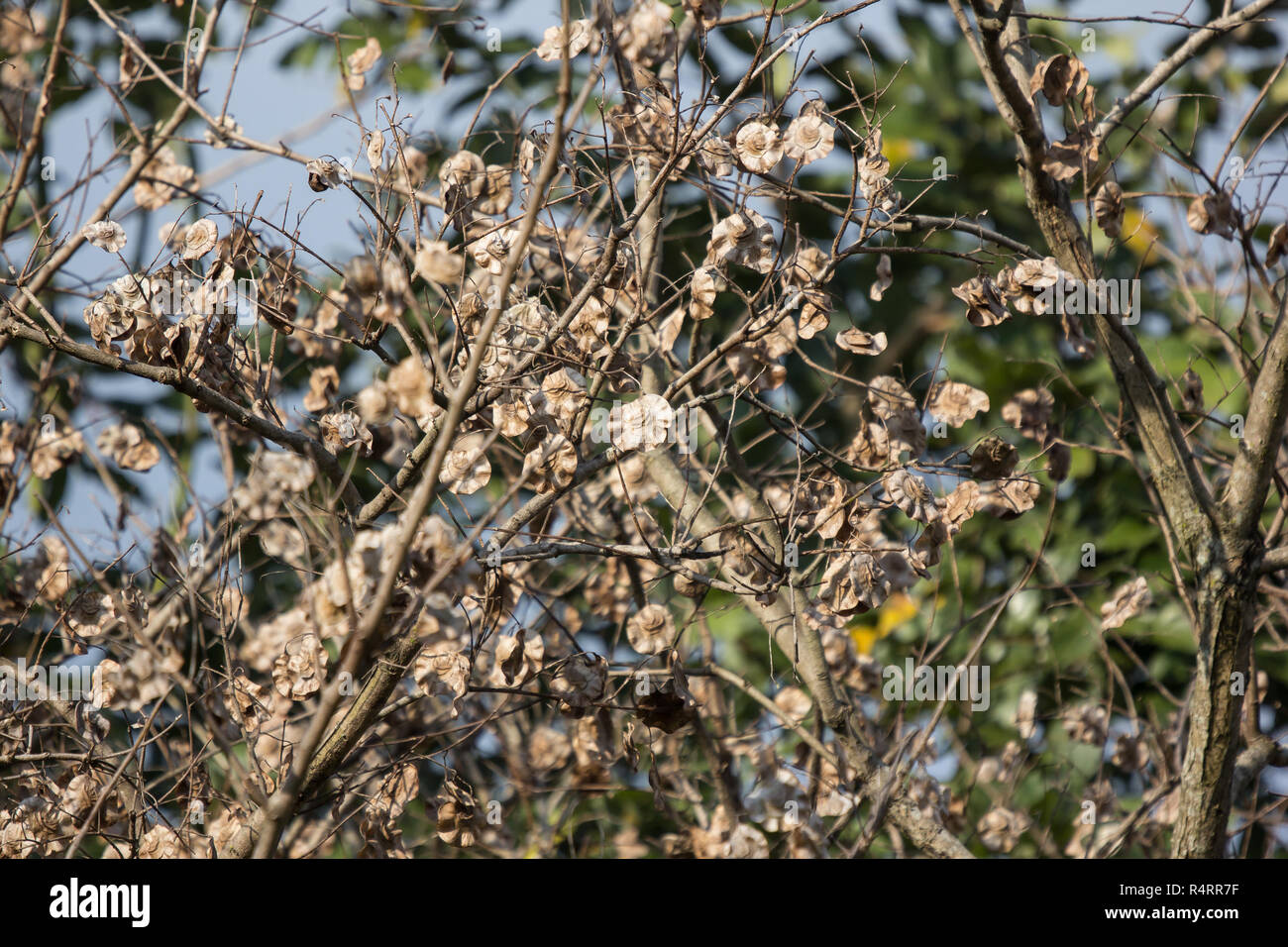 Padauk wood hi-res stock photography and images - Alamy