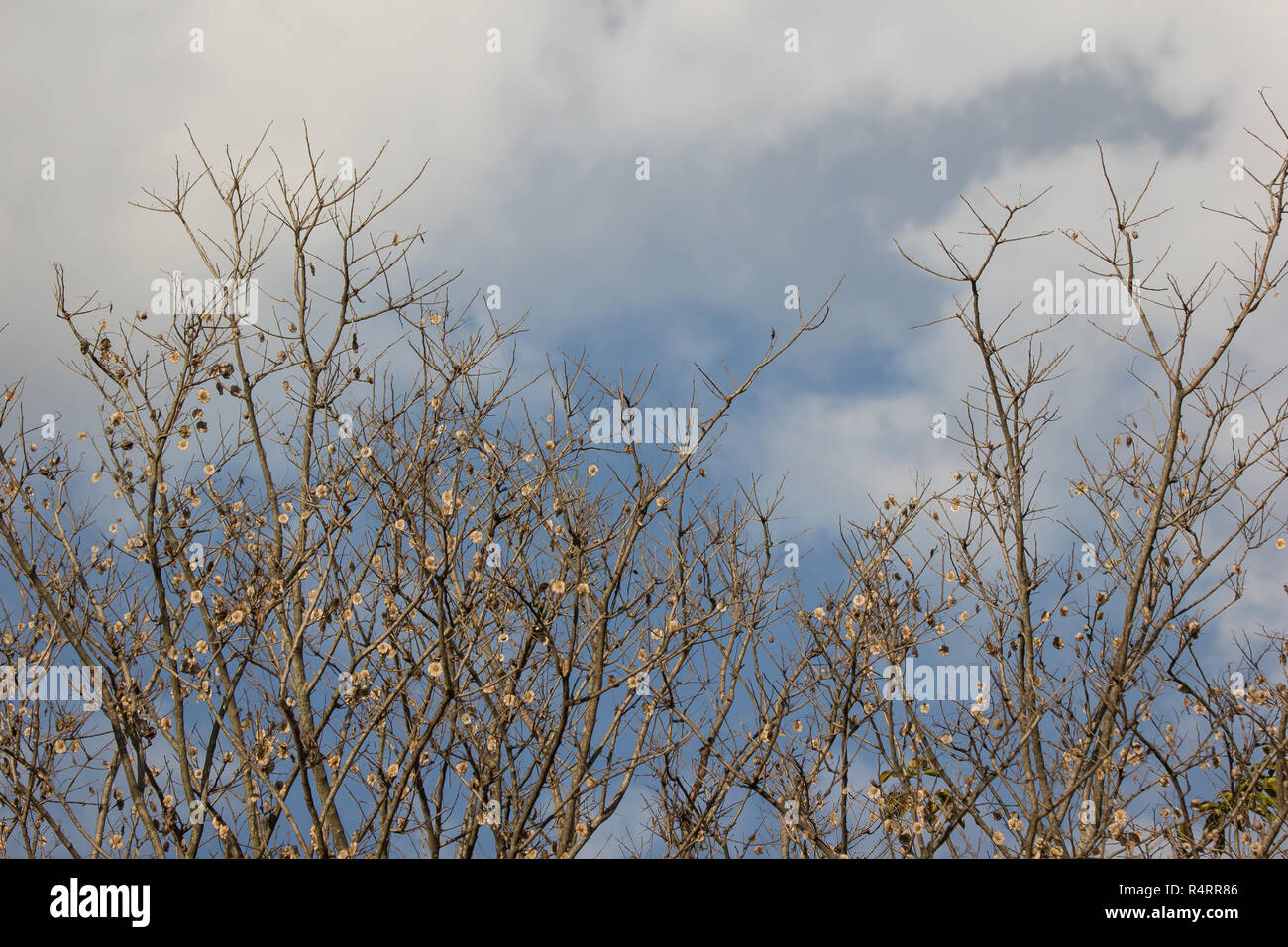 Padauk wood hi-res stock photography and images - Alamy