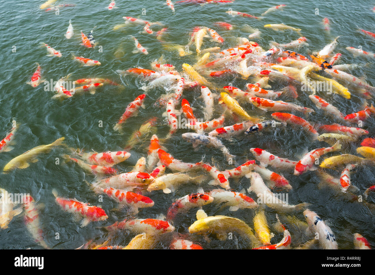 Feeding Carp fish Stock Photo - Alamy