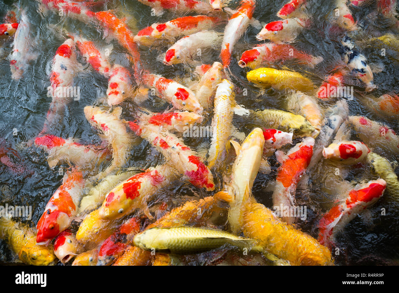 Koi crap hi-res stock photography and images - Alamy