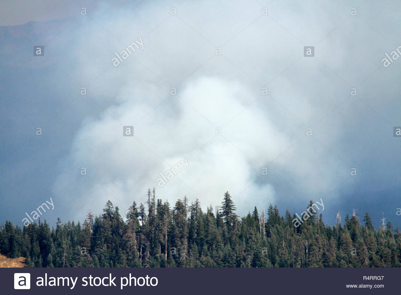 Bunchgrass High Resolution Stock Photography and Images - Alamy