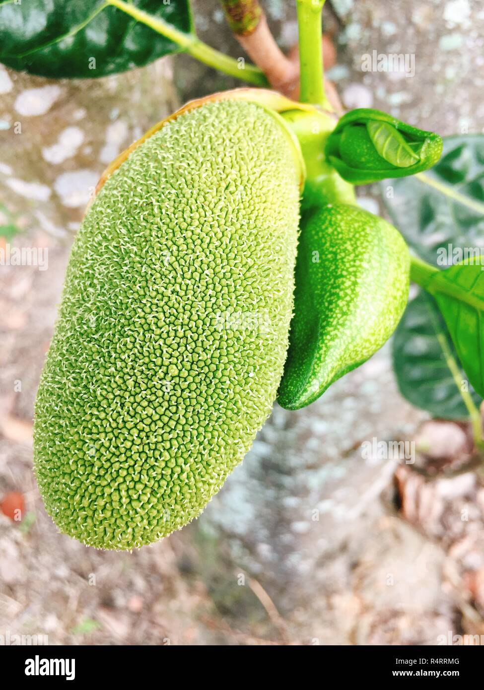 Green Jackfruit on tree in asia Stock Photo - Alamy