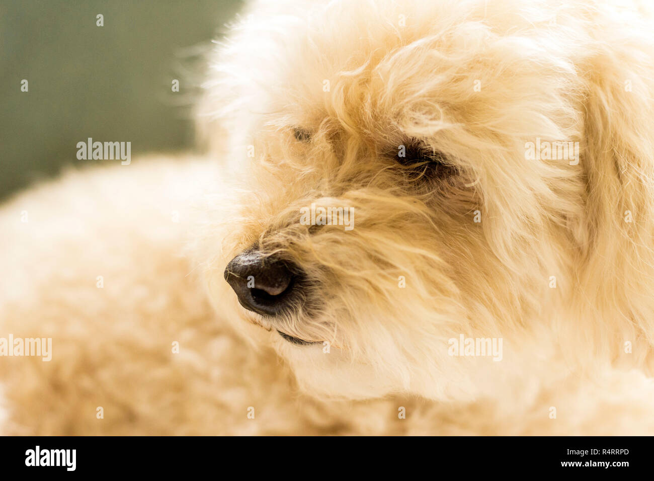 Close up photo of cute toy poodle Stock Photo - Alamy
