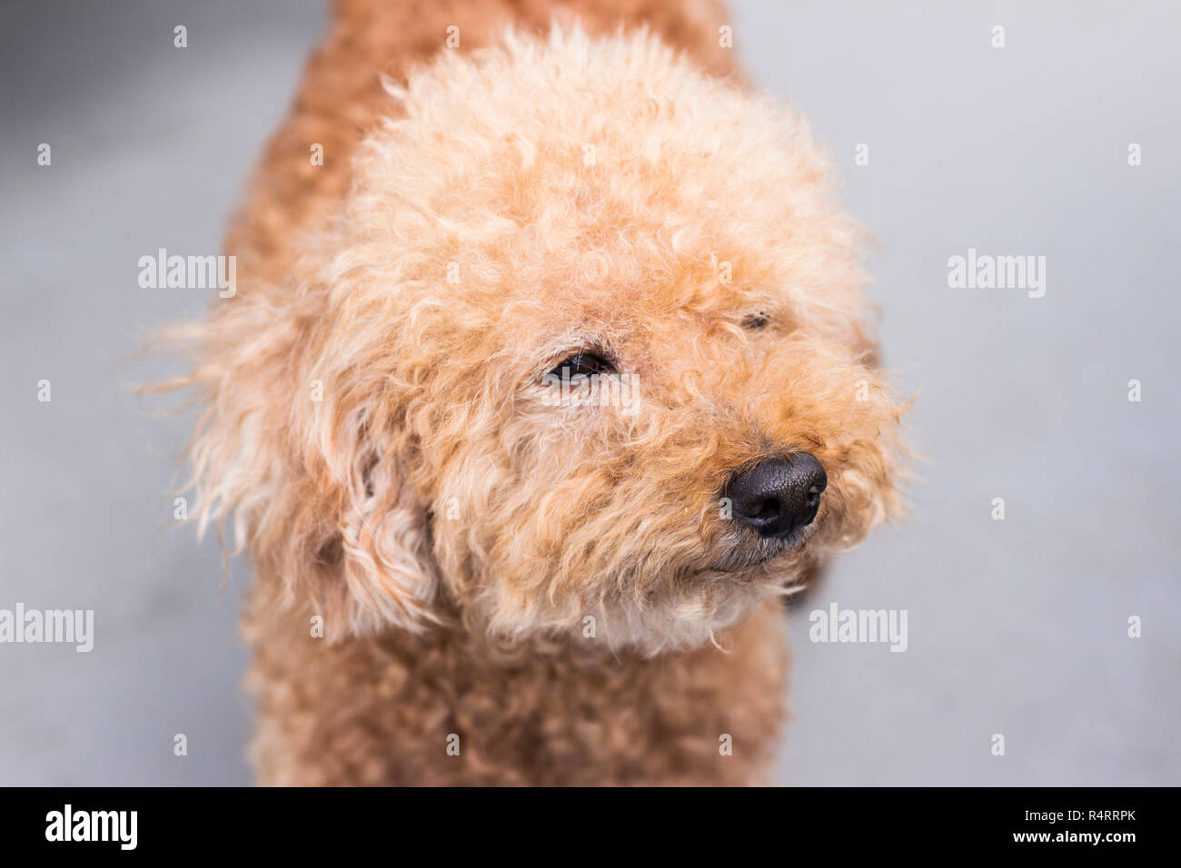 Cute toy poodle with curly fur Stock Photo - Alamy