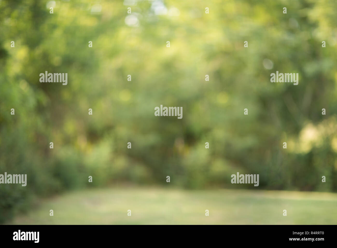 Backdrop of a green forest and grass with copy space Stock Photo - Alamy