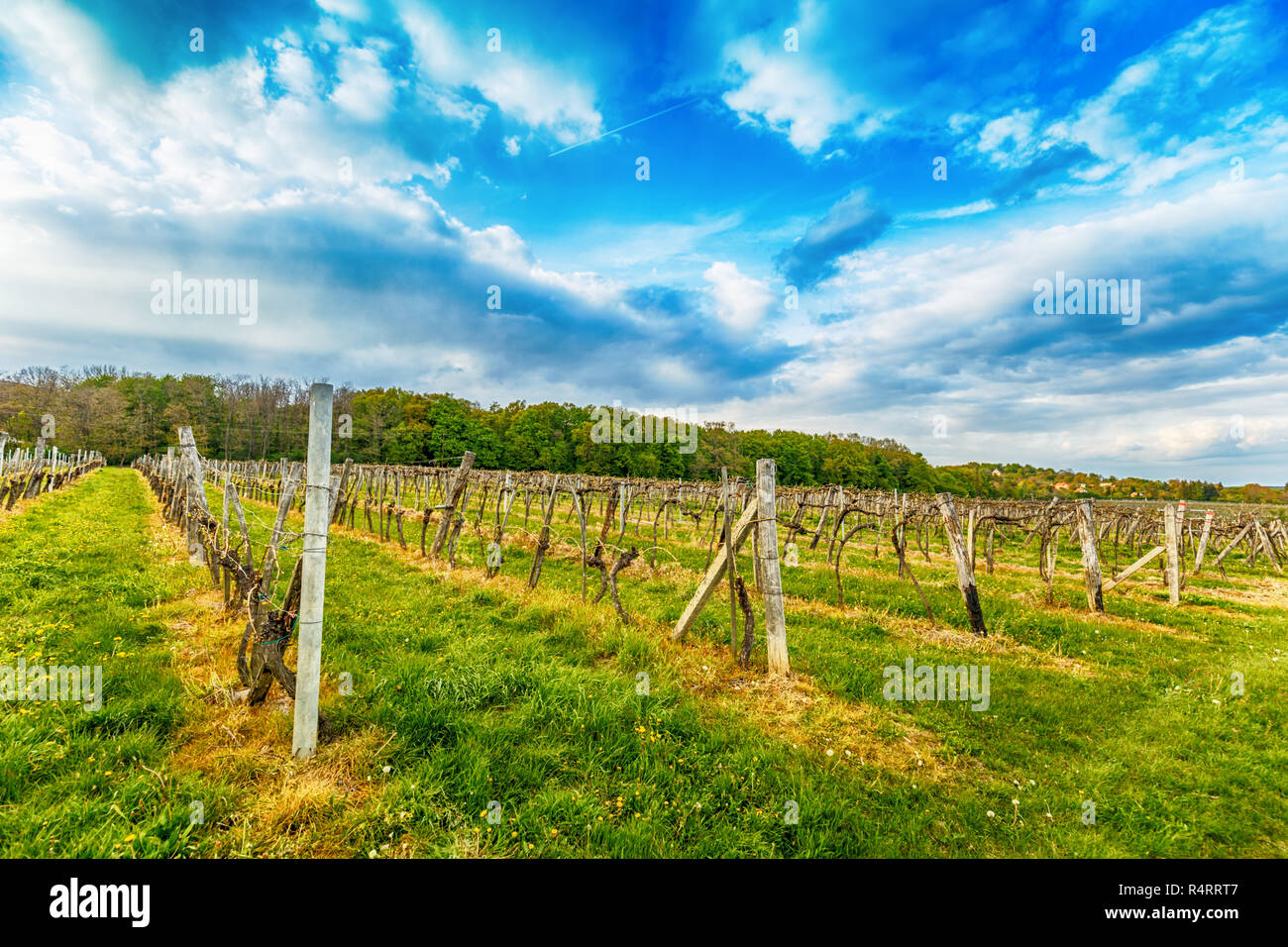 Rows of vineyards Stock Photo - Alamy