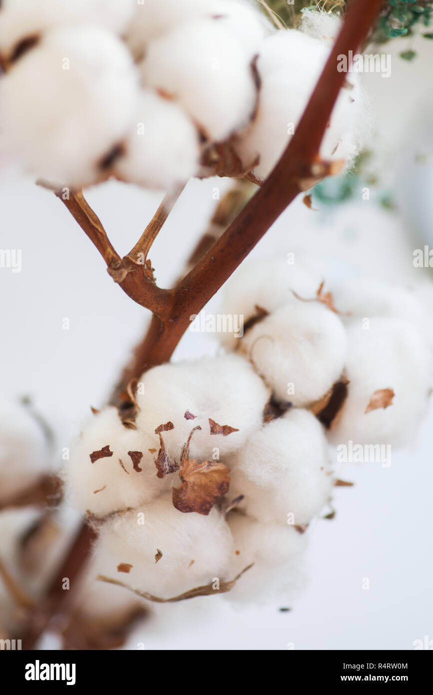 Cotton buds detail Stock Photo - Alamy