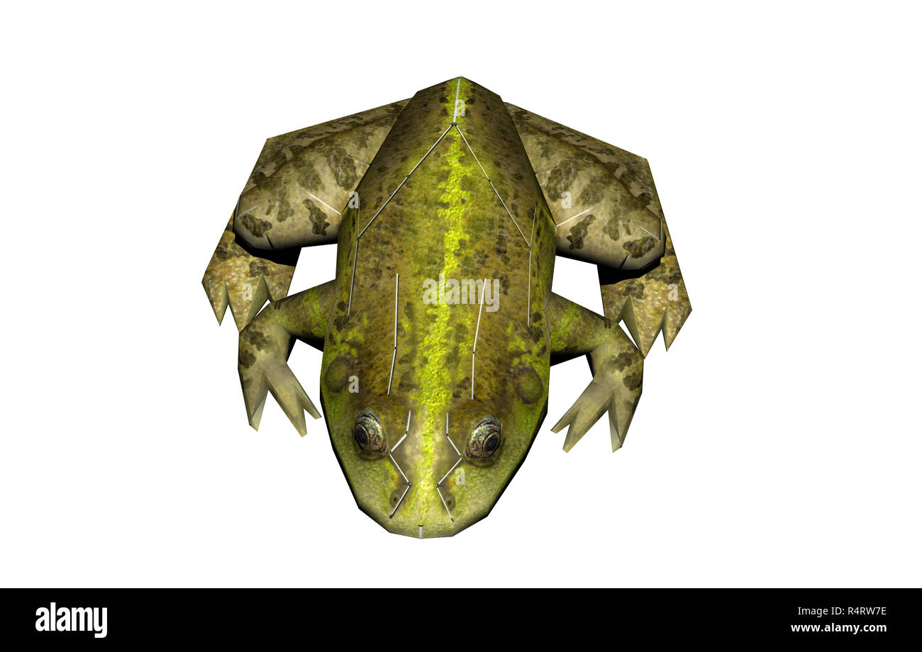 common frog free Stock Photo - Alamy