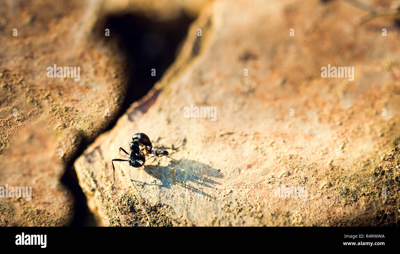 Small ant attacking large ant and biting it in the paw Stock Photo - Alamy