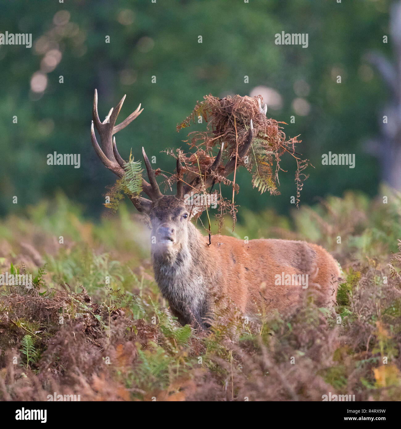 Animal head dress hi-res stock photography and images - Alamy