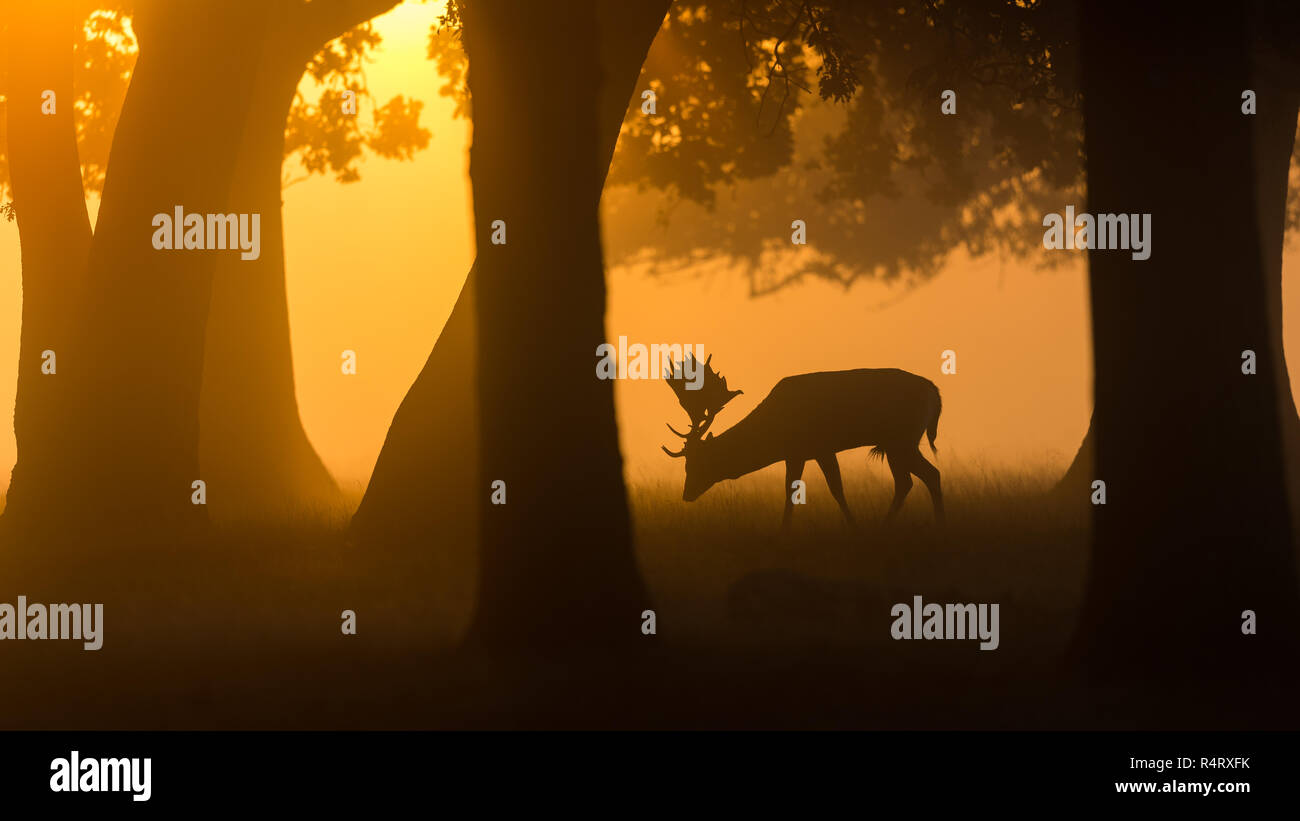 Fallow Deer Silhouette Stock Photo - Alamy