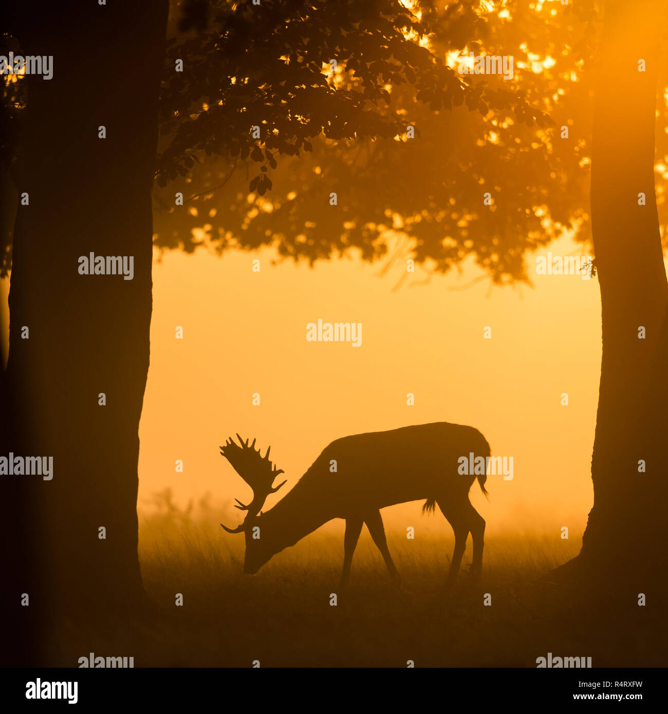 Fallow deer silhouette hi-res stock photography and images - Alamy