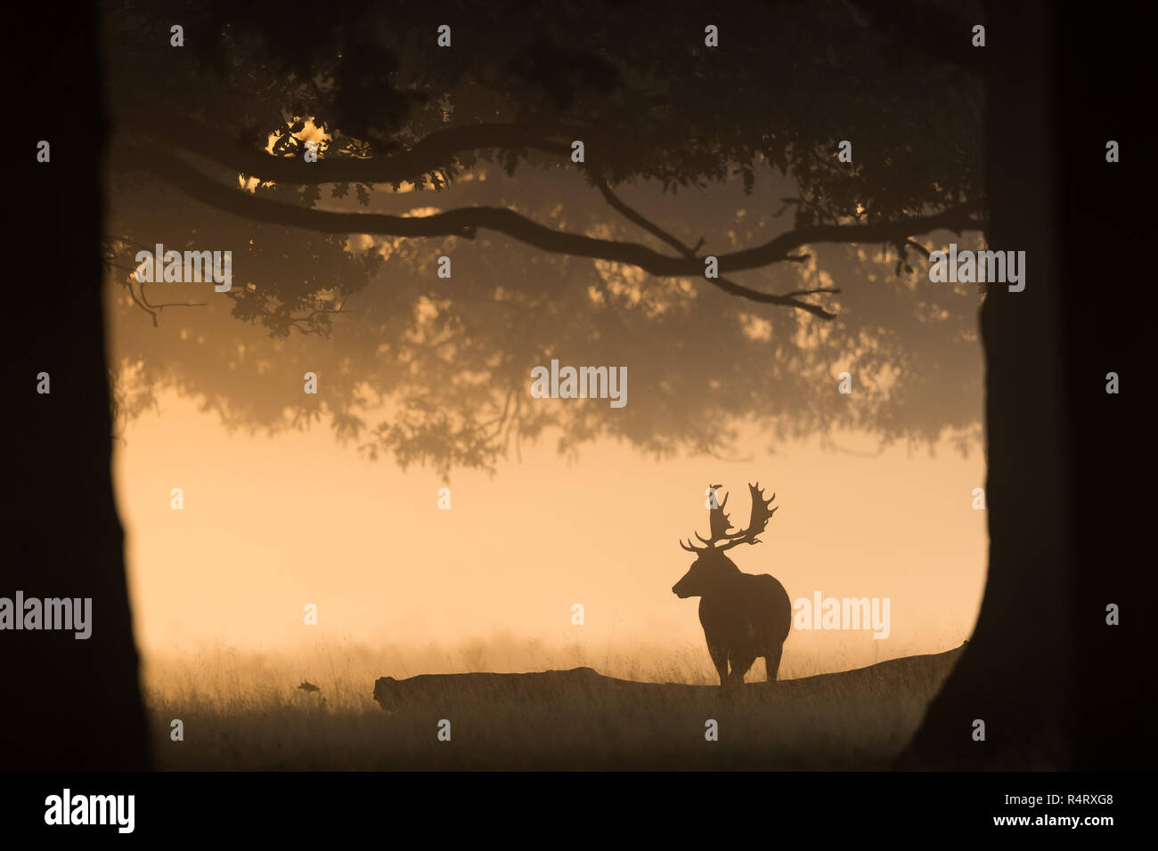 Fallow Deer Silhouette Stock Photo - Alamy