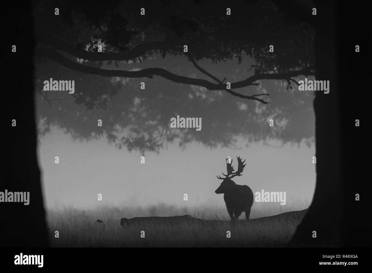 Fallow Deer Silhouette Stock Photo - Alamy