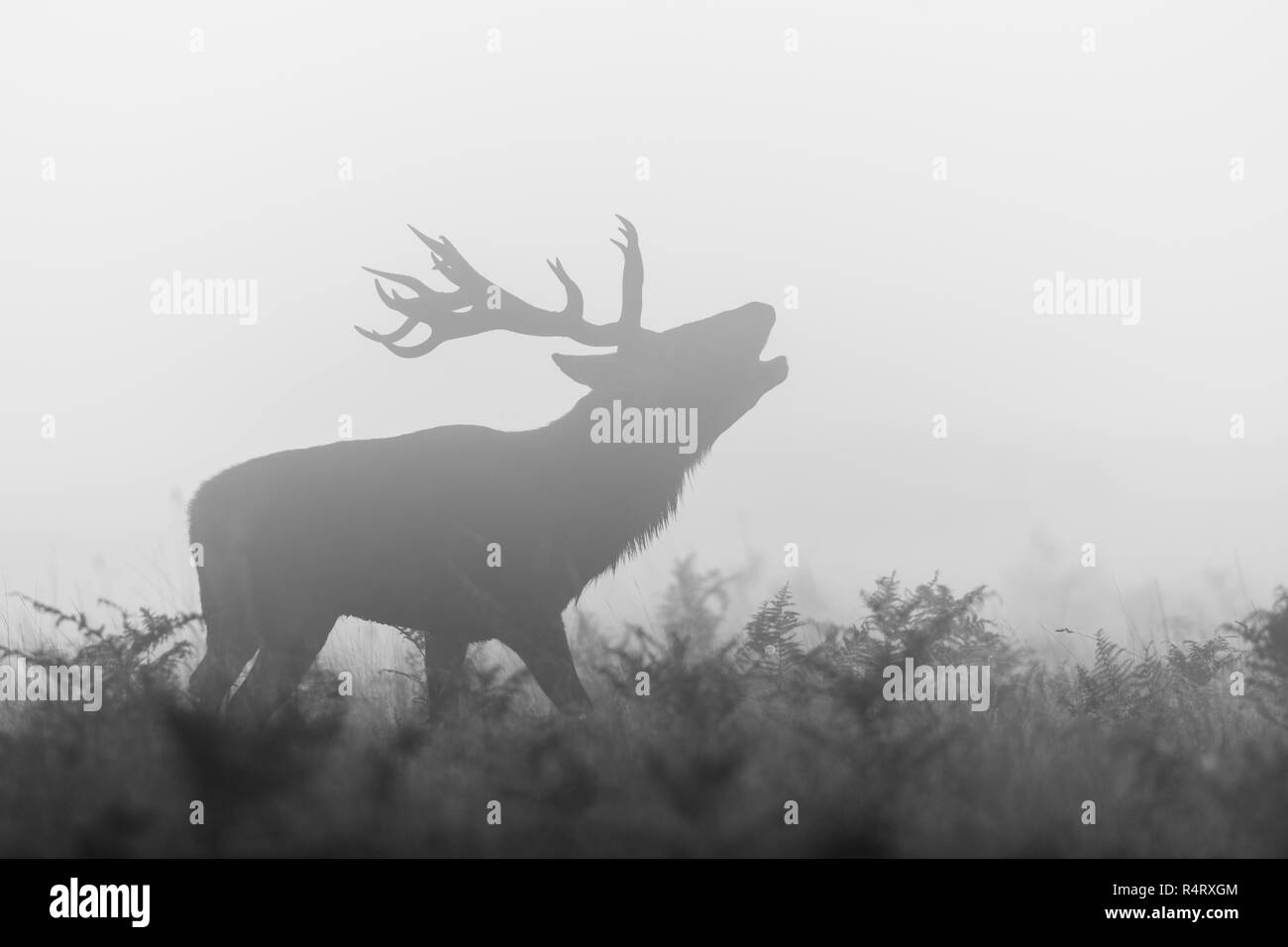 Deer Black and White Stock Photos & Images - Alamy
