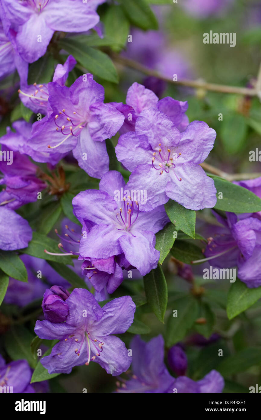 Evergreen rhododendron shrub hi-res stock photography and images - Alamy