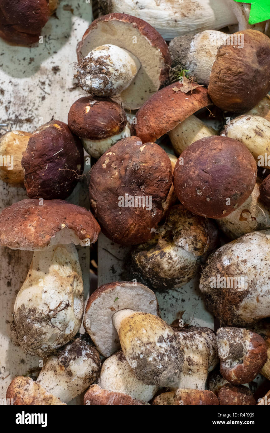 Porcini italy hi-res stock photography and images - Alamy