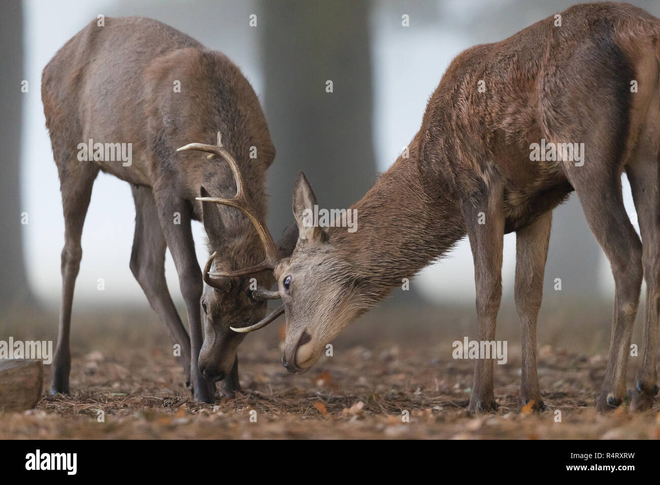 Strength wildlife hi-res stock photography and images - Alamy
