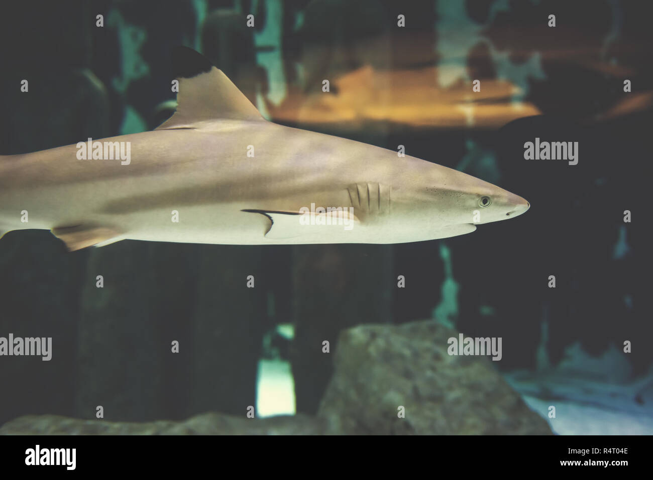 Blacktip Reef shark swimming in big tropical aquarium Stock Photo - Alamy