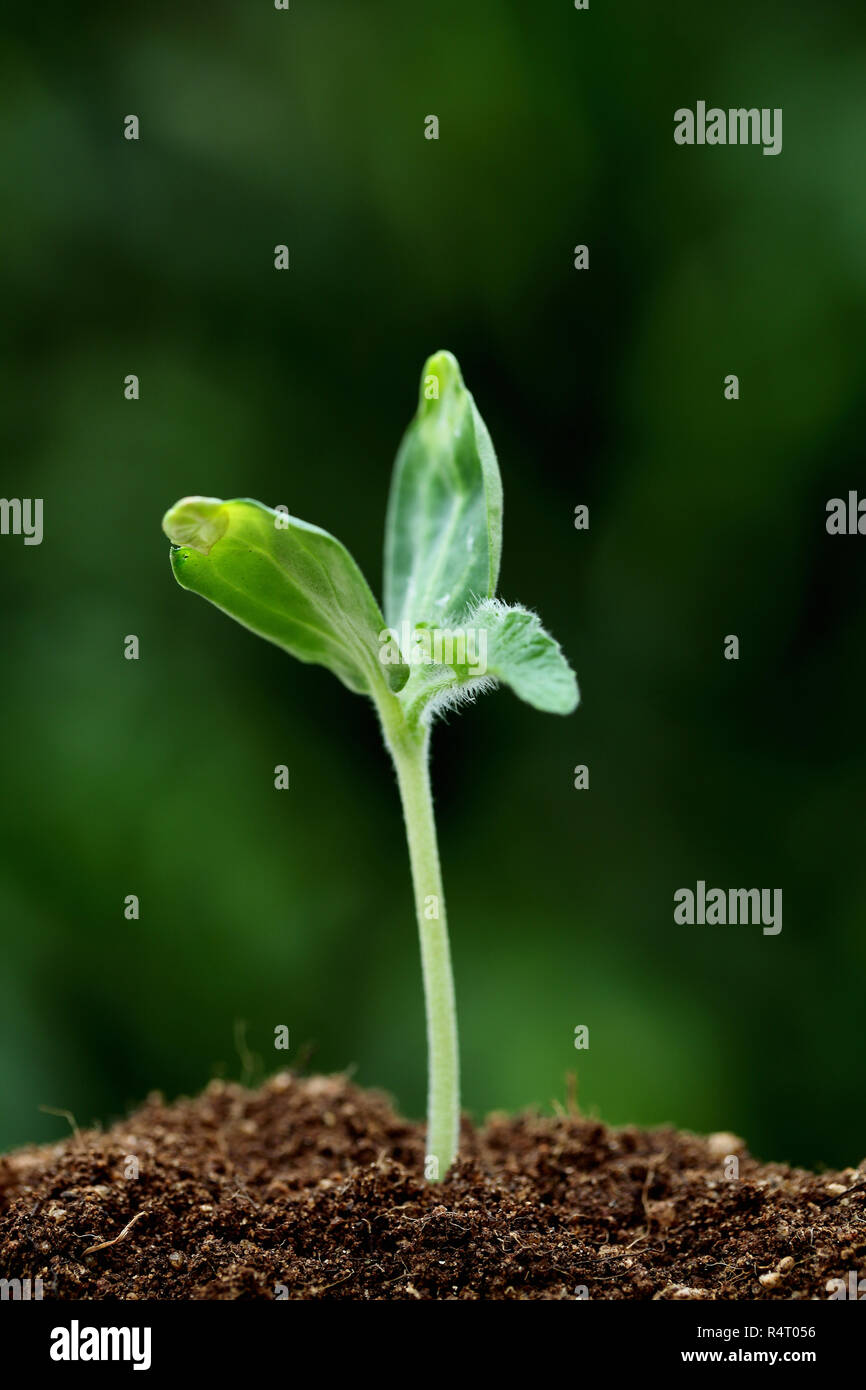 Growing from seed hi-res stock photography and images - Alamy