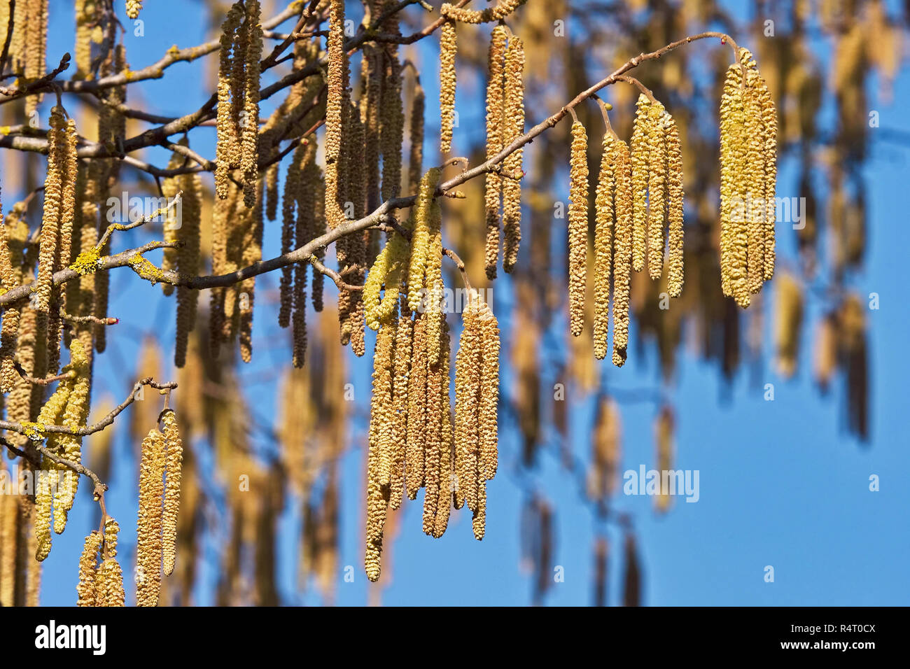 branches with male flowers of the hazel plant Stock Photo - Alamy