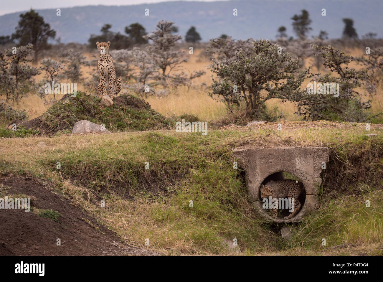 Cub stands in pipe guarded by cheetah Stock Photo - Alamy