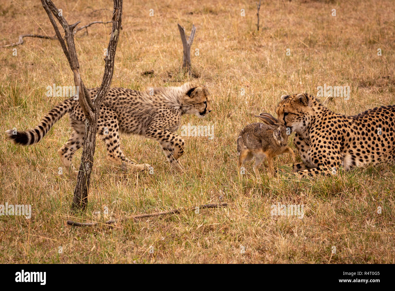 Cub walks towards cheetah biting scrub hare Stock Photo - Alamy