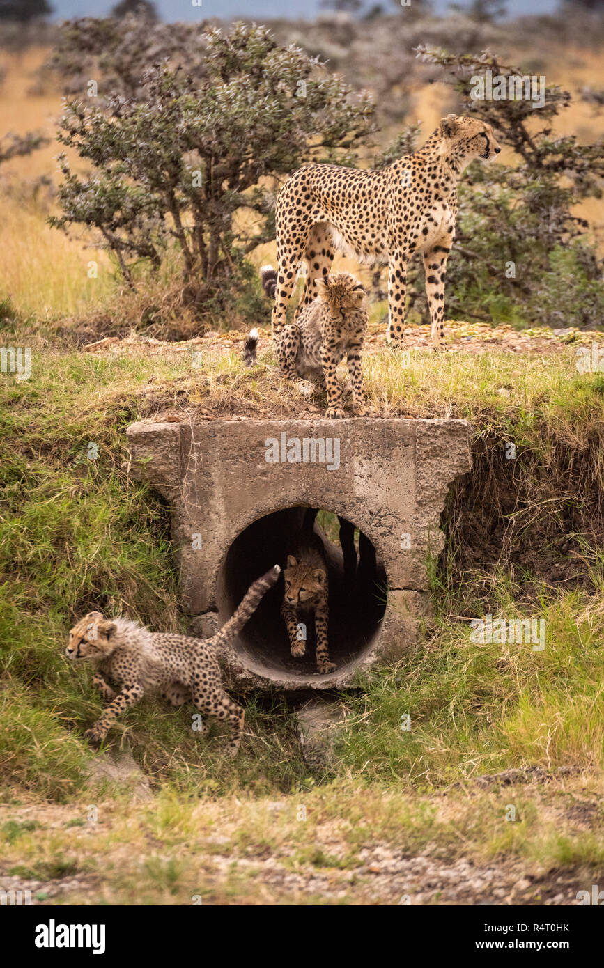 Spotted cheetah running through africa hi-res stock photography and ...