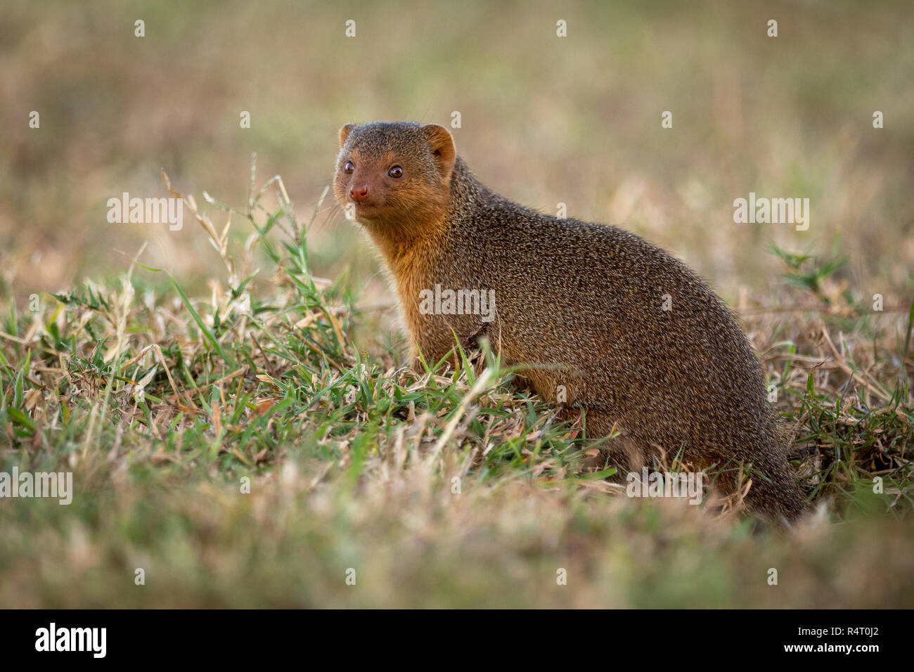 Mongoose burrow hi-res stock photography and images - Alamy