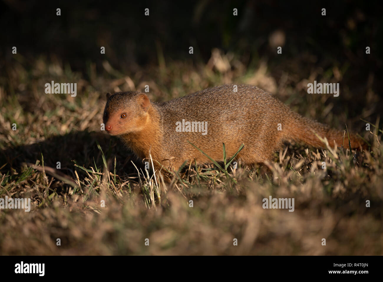 Mongoose Standing By Grass High Resolution Stock Photography and Images ...