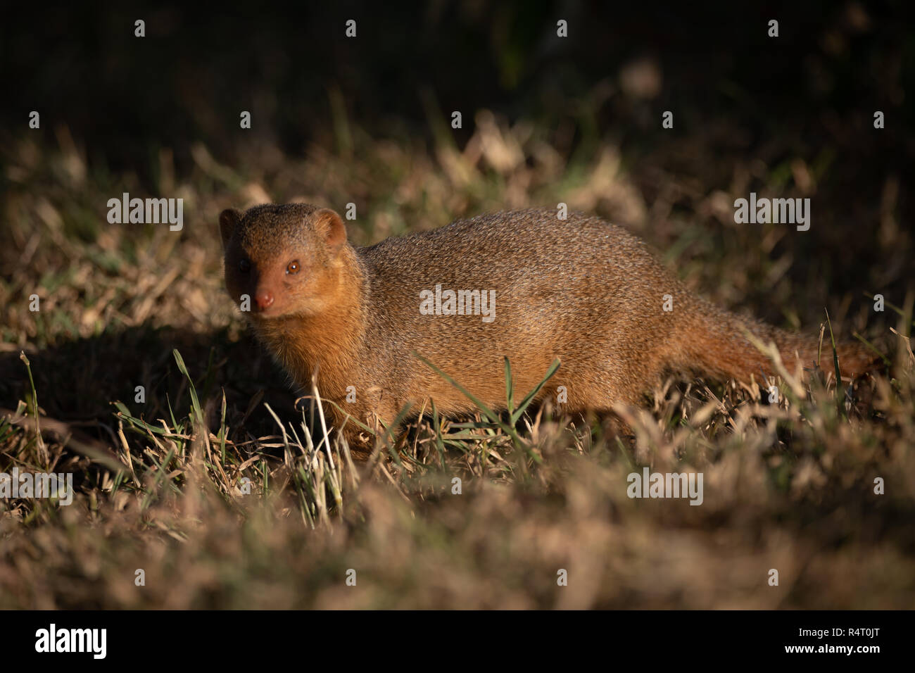 Dwarf mongoose stands faces camera in grass Stock Photo - Alamy