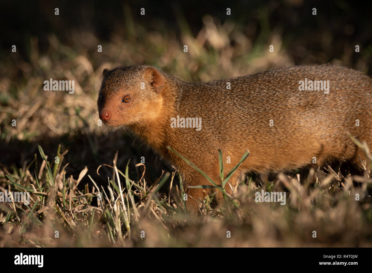 Dwarf mongoose stands in grass facing camera Stock Photo - Alamy