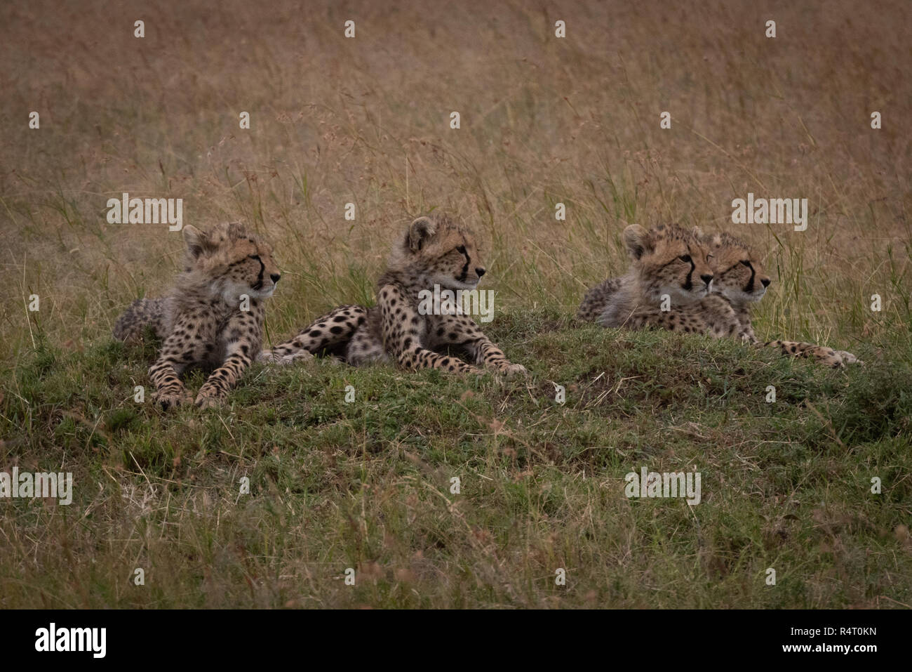 Four cheetah cubs lying on grassy mound Stock Photo - Alamy