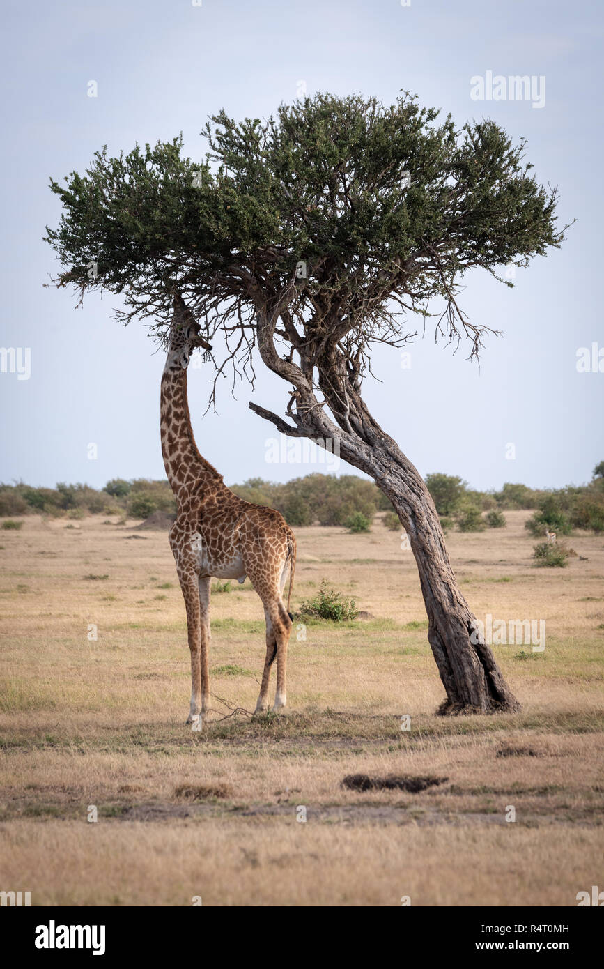 Giraffe chewing leaves hi-res stock photography and images - Alamy