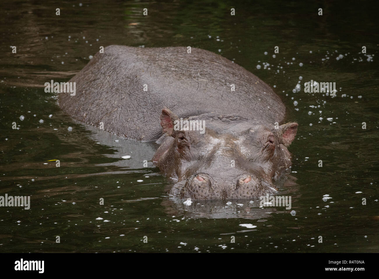 Hippo facing camera in dark river water Stock Photo - Alamy