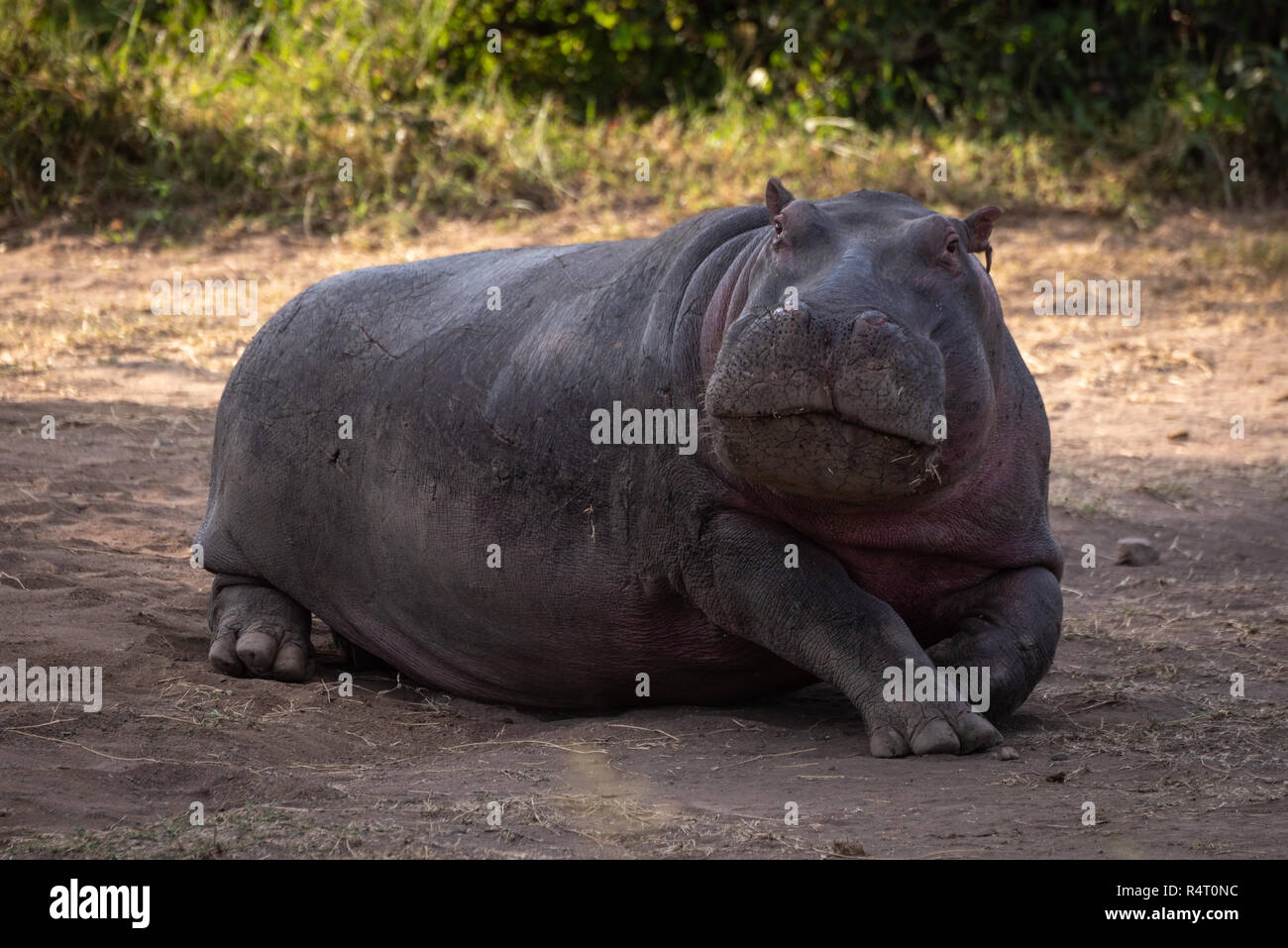 Hippo lying in dirt looking at camera hi-res stock photography and ...