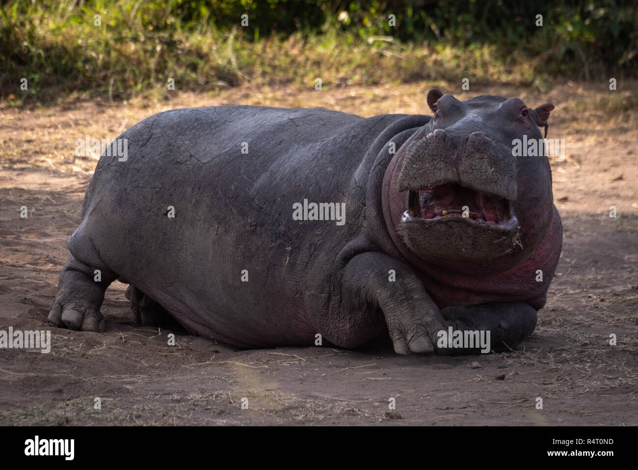 Hippo lying down hi-res stock photography and images - Alamy