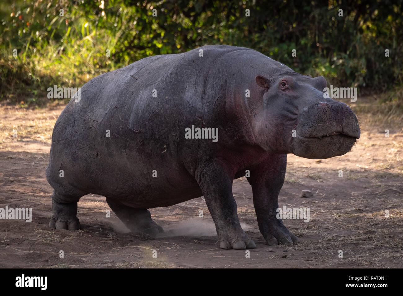 Hippo standing in dirt looking at camera Stock Photo - Alamy