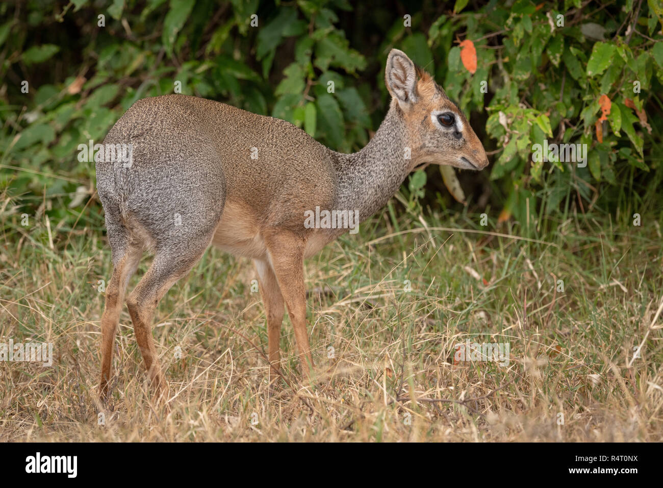 Kirk dik-dik eyes camera with bushes behind Stock Photo - Alamy