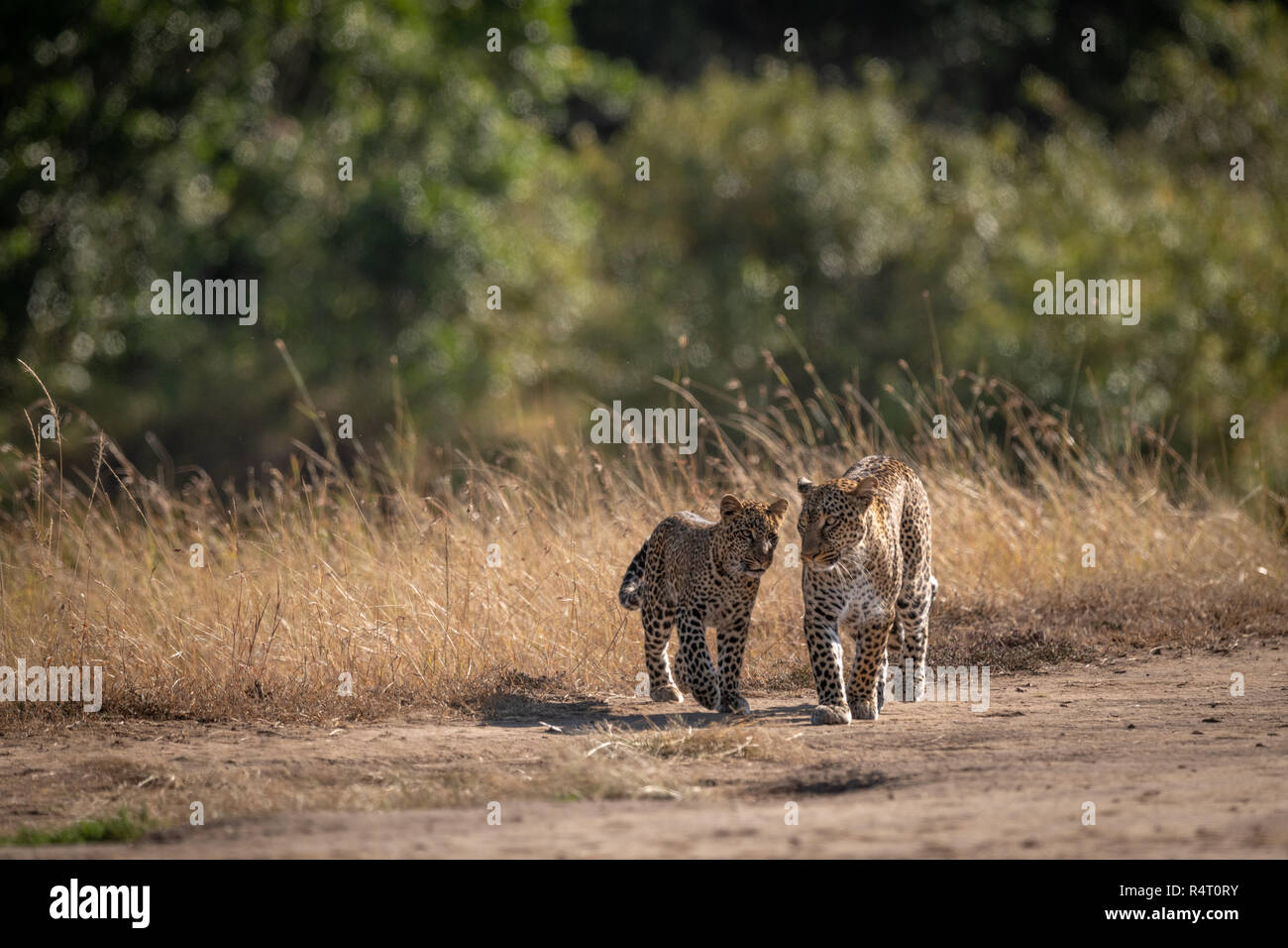 Leopard on safari track hi-res stock photography and images - Alamy