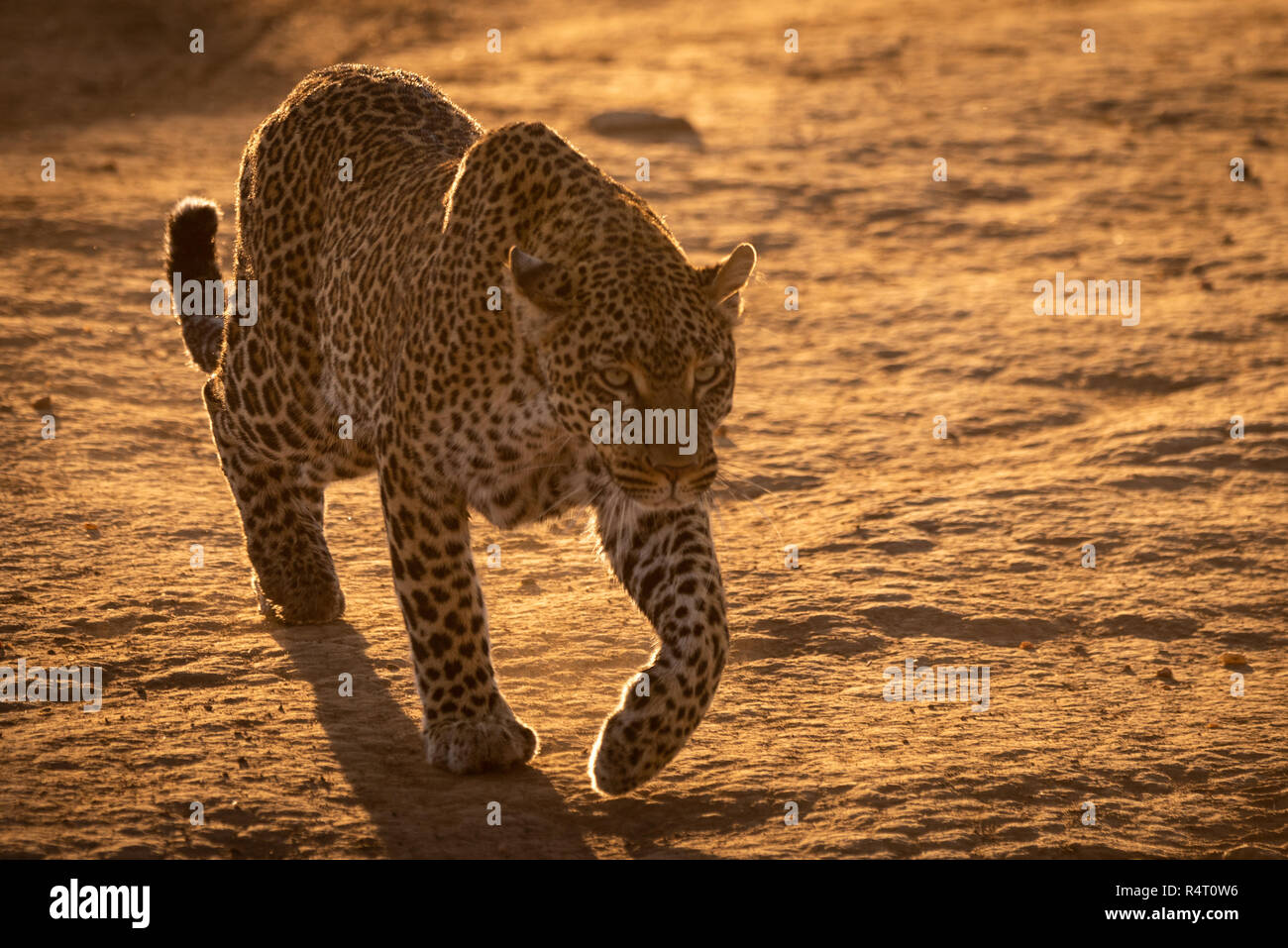 Leopard crossing baked earth in golden light Stock Photo - Alamy