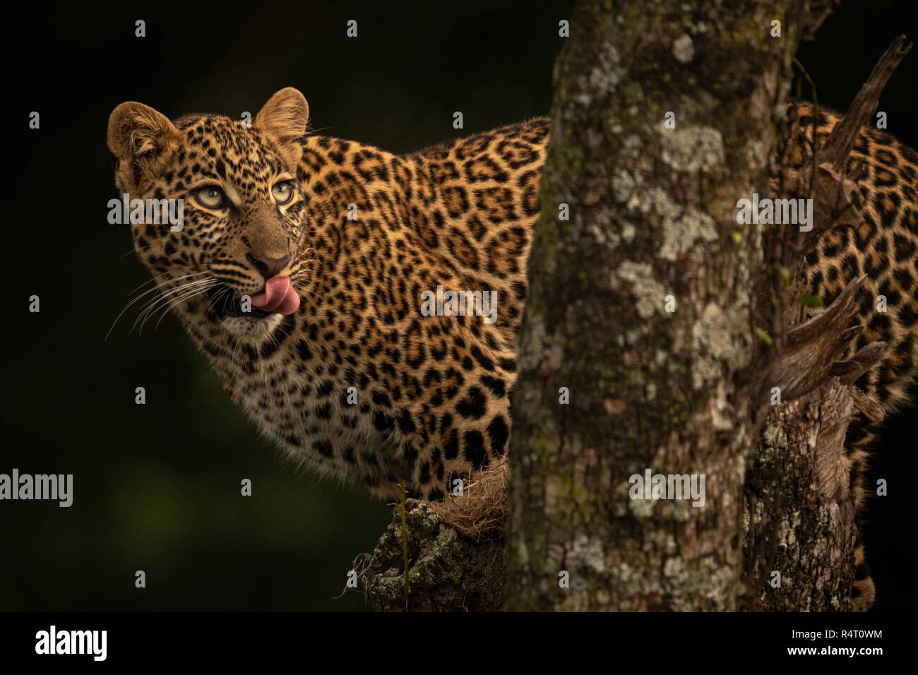 Leopard licks lips on branch looking up Stock Photo - Alamy