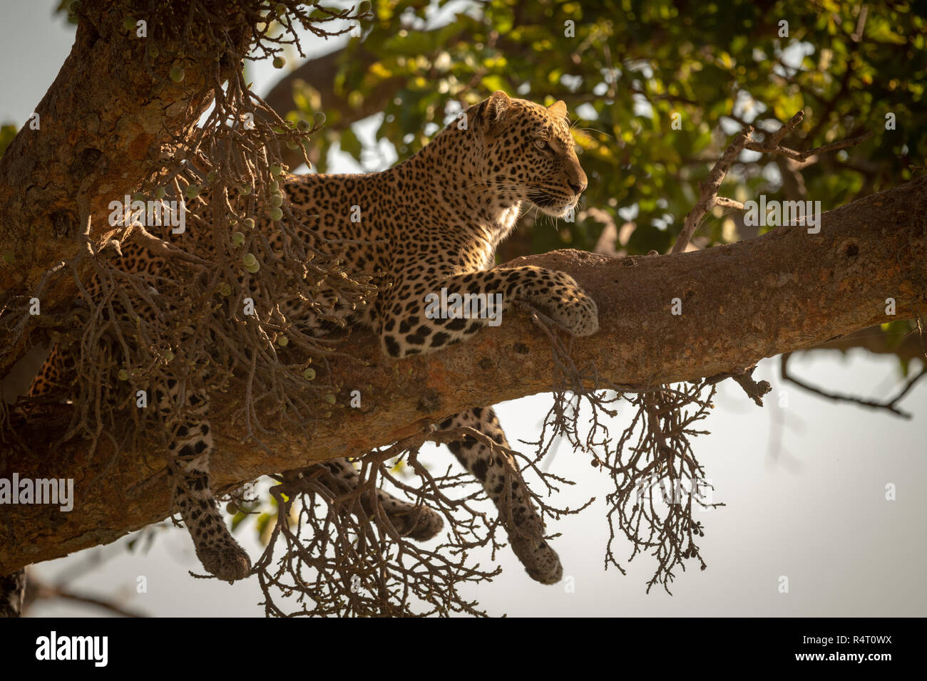 Leopard lies dangling legs down from branch Stock Photo - Alamy