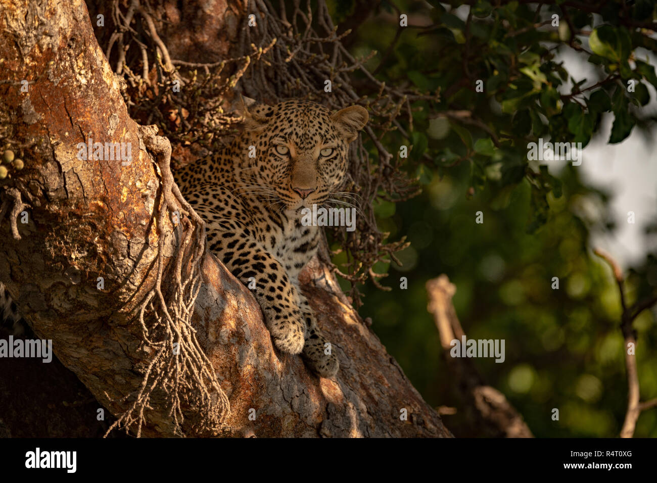 Leopard lies in tree looking at camera Stock Photo - Alamy
