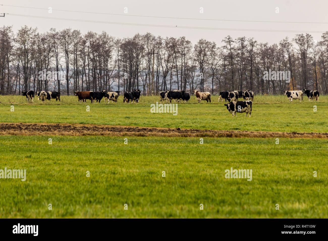 Grazed skin hi-res stock photography and images - Alamy