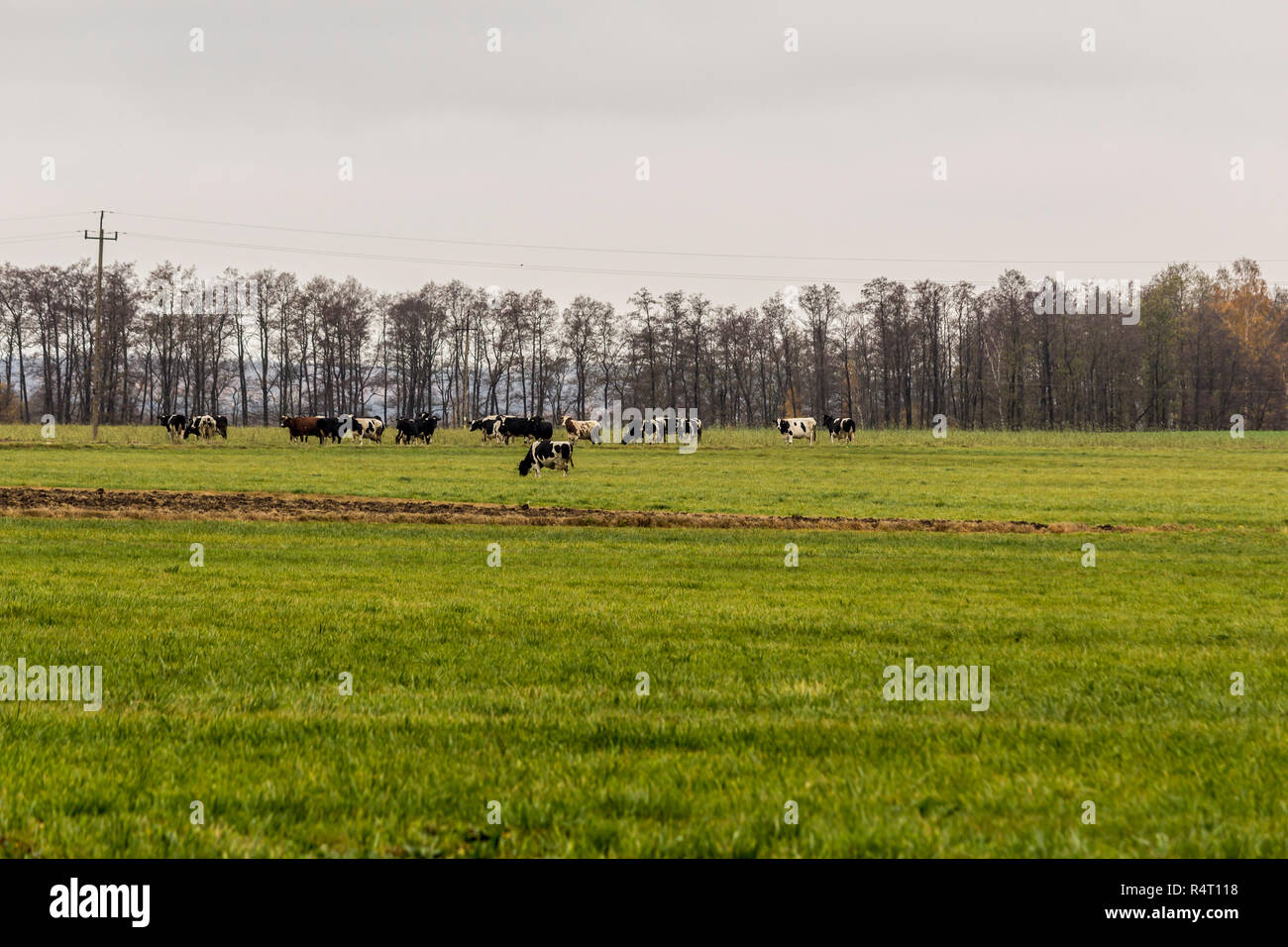 A herd of cows is grazed on a meadow with green grass.. Holstein ...