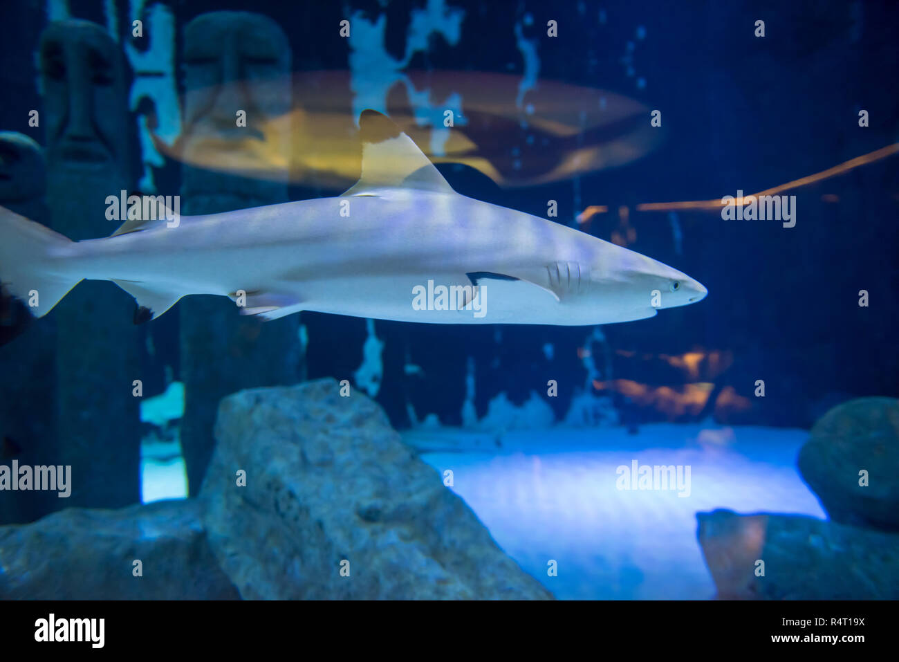 Blacktip Reef shark swimming in big tropical aquarium Stock Photo - Alamy