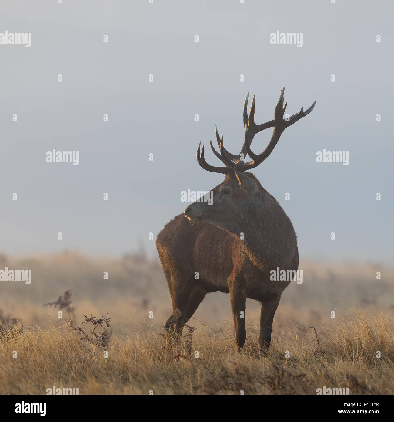 Red Deer Stag Stock Photo - Alamy