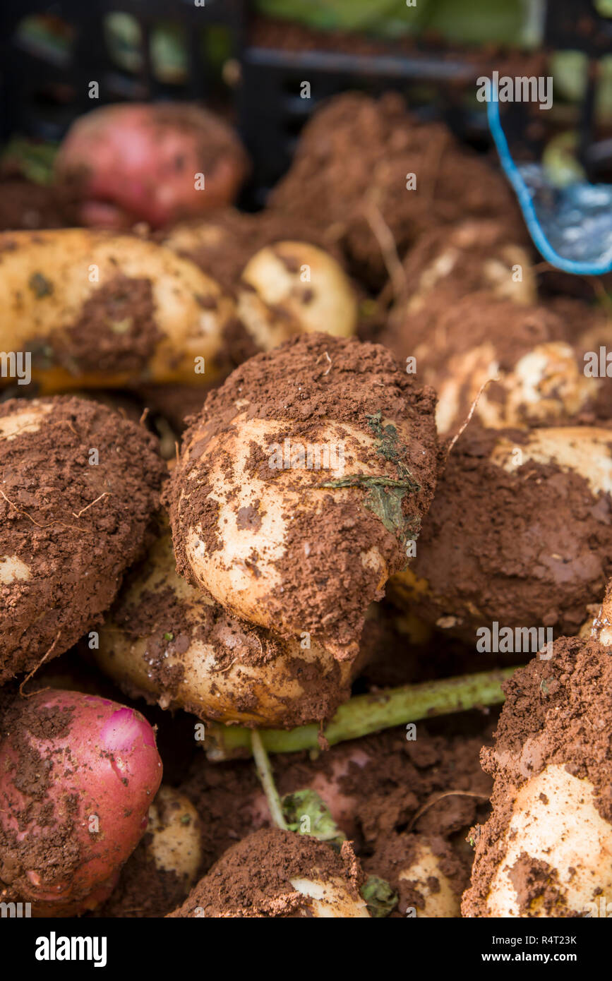 Field soil potatoes hi-res stock photography and images - Alamy