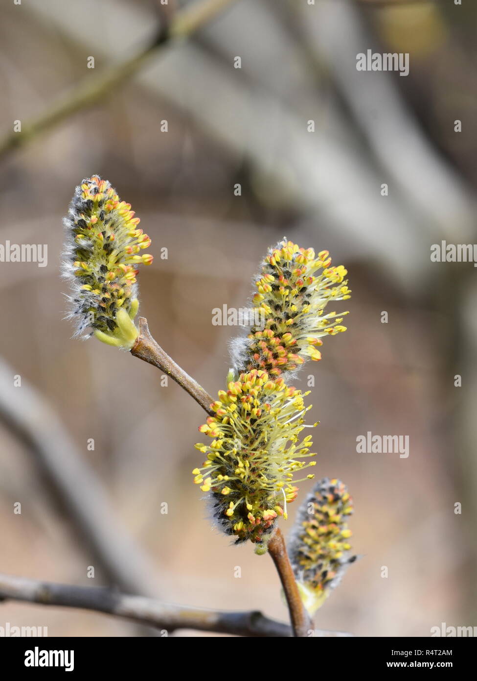 Catkins on a grey sallow shrub salix cinerea in early spring Stock ...